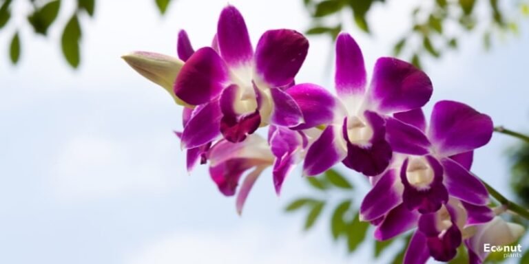 18 Types of Purple Orchids for Indoor and Outdoor Gardens