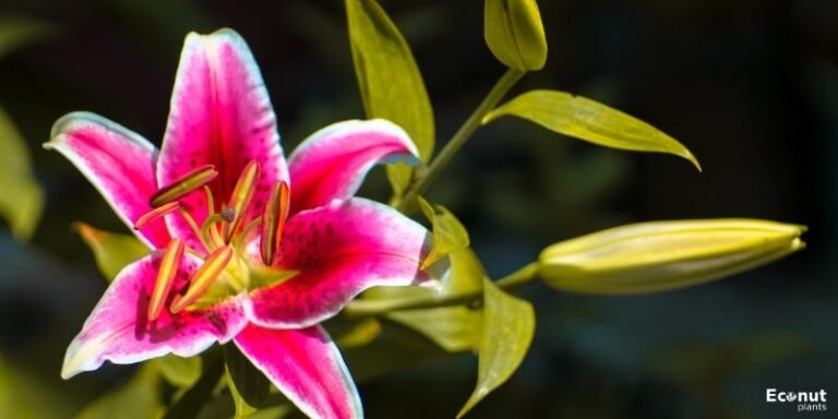 20 Varieties of Pink Lily Cultivars with Names and Pictures