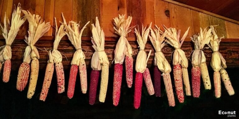 17 Types of Corn with Names and Pictures