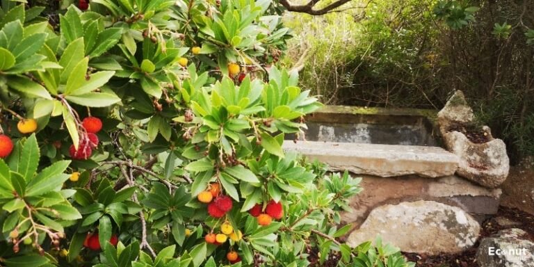 17 Shade Tolerant Evergreen Trees for Shady Gardens