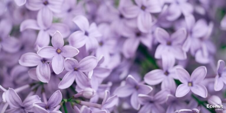 25 Lilac Varieties: Various Lilac Cultivar Types