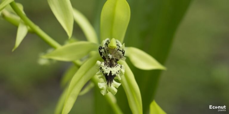 25 Different Types of Orchids: Orchids Varieties with pictures