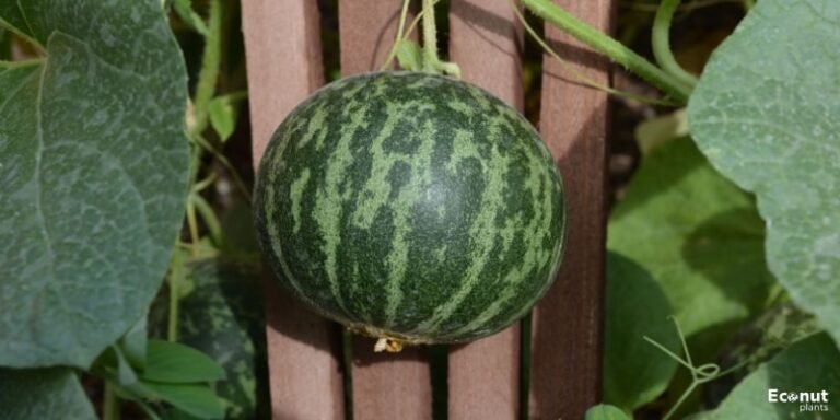 22 Watermelon Varieties: A Complete List with Names and Images