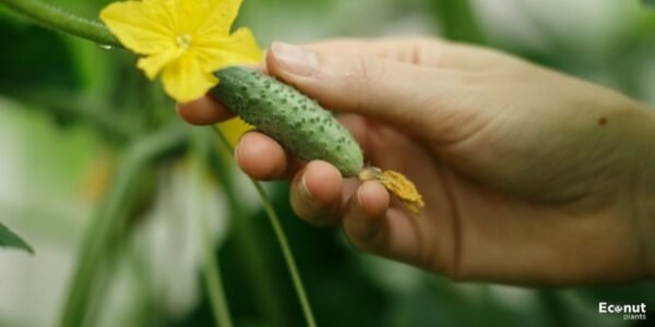 The Stages of Cucumber Growth: How Do Cucumbers Grow?