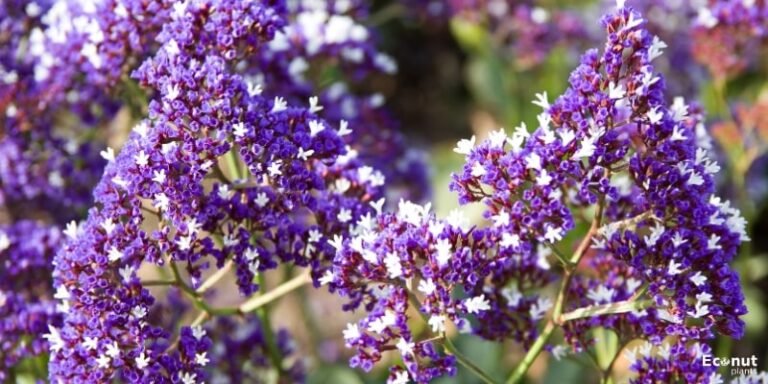 25 Lilac Varieties: Various Lilac Cultivar Types