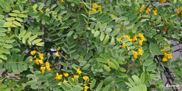 25 Yellow-Flowered Shrubs and Trees for Your Yard