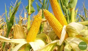 17 Types of Corn with Names and Pictures