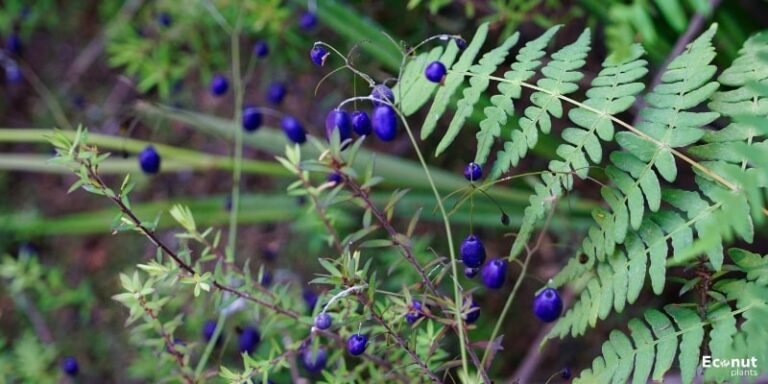 Hawaiian Flowers: 21 Unique Varieties Exclusive to Hawaii