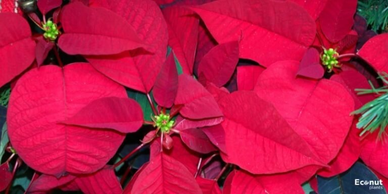 31 Various Poinsettia Cultivar Types to Grow This Season