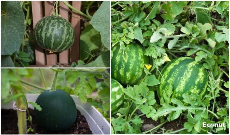 22 Watermelon Varieties: A Complete List with Names and Images