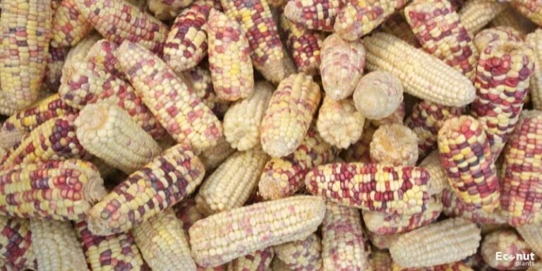 17 Types of Corn with Names and Pictures