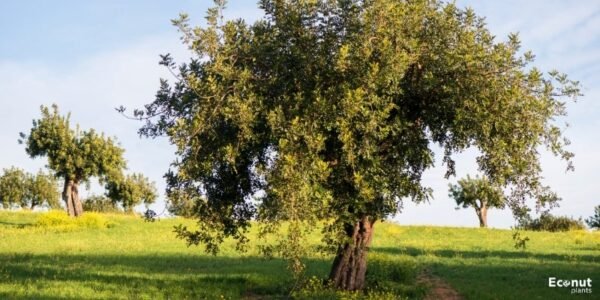 17 Shade Tolerant Evergreen Trees for Shady Gardens