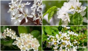 21 Types of White-Flowering Trees for Your Home or Garden