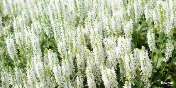 25 Types of sage with pictures and names