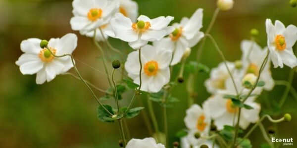 20 Amazing Indoor White-Flowering Houseplants