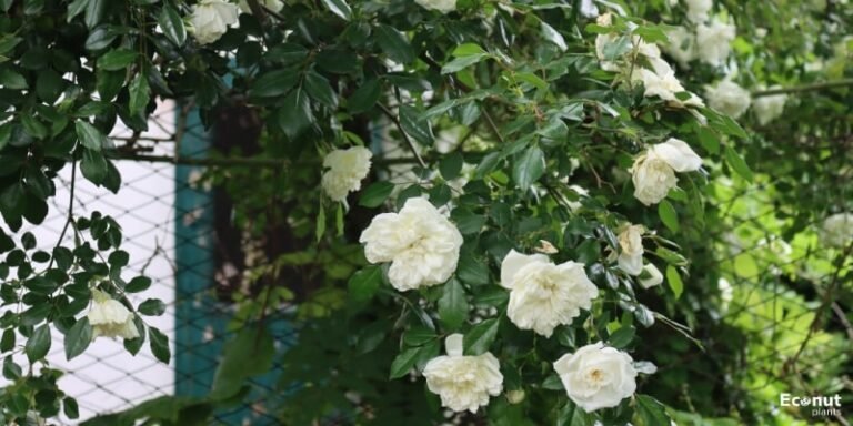 21 White-Flowered Vines and Climbing Plants