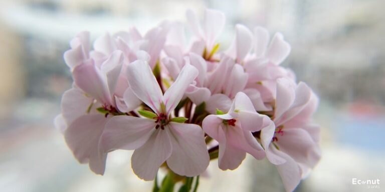 20 Amazing Indoor White-Flowering Houseplants