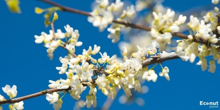21 Types of White-Flowering Trees for Your Home or Garden