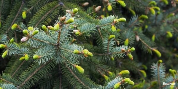 17 Shade Tolerant Evergreen Trees for Shady Gardens