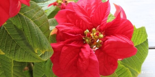 31 Various Poinsettia Cultivar Types to Grow This Season