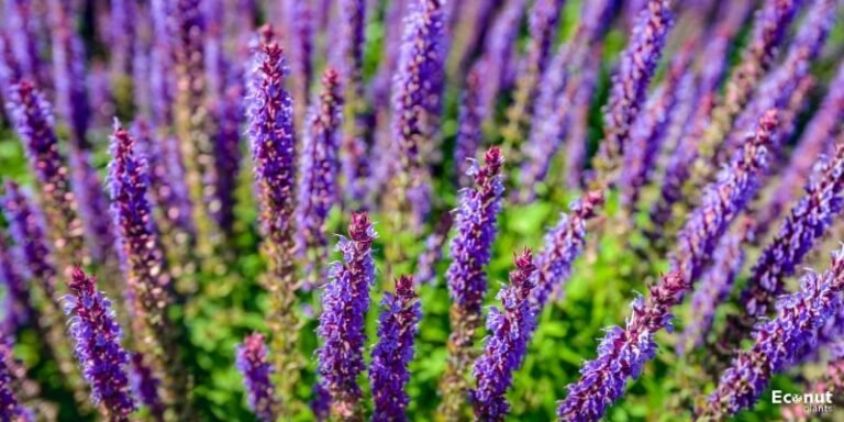 25 Types of sage with pictures and names