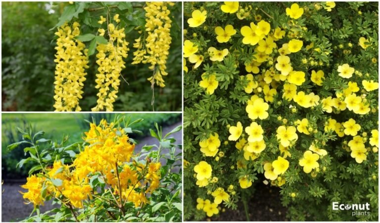 25 Yellow-Flowered Shrubs and Trees for Your Yard