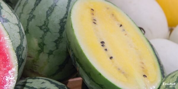 22 Watermelon Varieties: A Complete List with Names and Images
