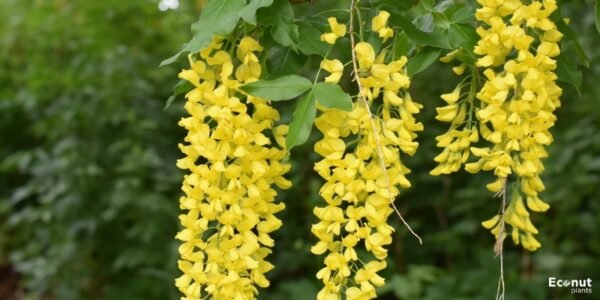 25 Yellow-Flowered Shrubs and Trees for Your Yard