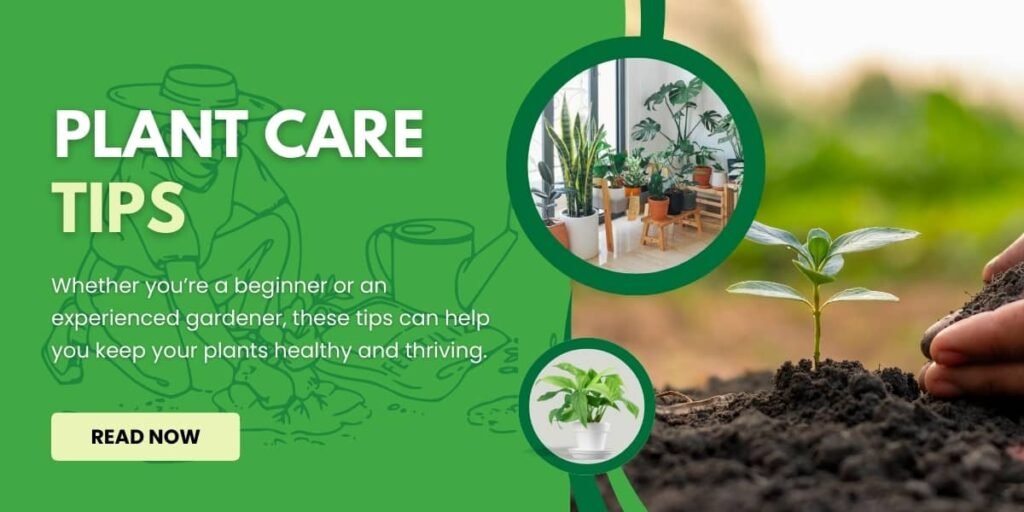 Econut plants - Gardening Ideas, Plant Care and How to guides