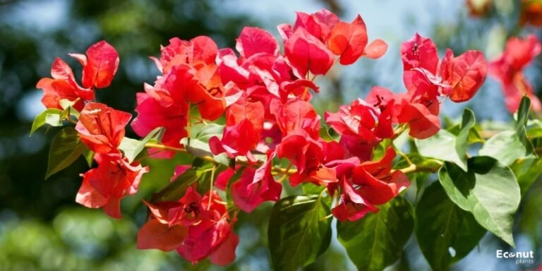 17 Climbing and Vines Plants with Red Flowers