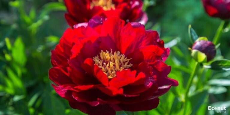 15 Red Peony Varieties For Your Flower Garden