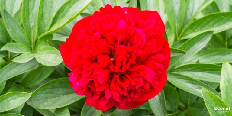 15 Red Peony Varieties For Your Flower Garden