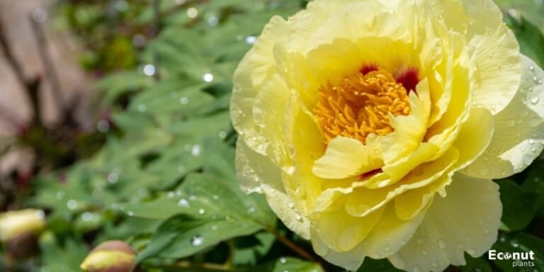 20 Yellow Peony Varieties for your Garden
