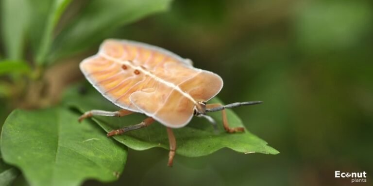 Types of Stink Bugs: Information You Must Know