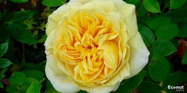 20 Yellow Peony Varieties for your Garden