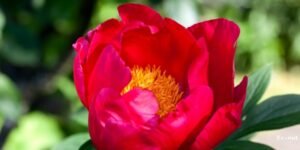 15 Red Peony Varieties For Your Flower Garden