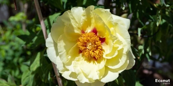20 Yellow Peony Varieties for your Garden