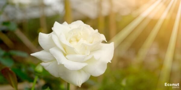 12 Lovely White Rose Varieties for Your Garden