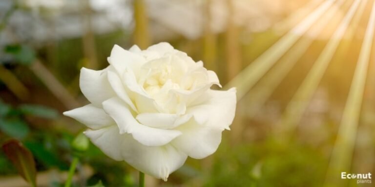 12 Lovely White Rose Varieties for Your Garden
