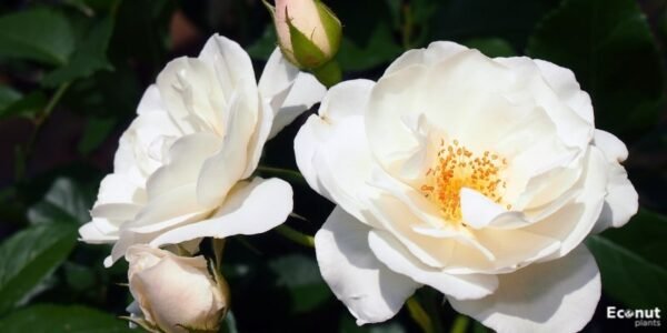 12 Lovely White Rose Varieties for Your Garden