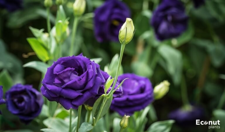 Lisianthus Flower: Grow, Care, and Planting Guide
