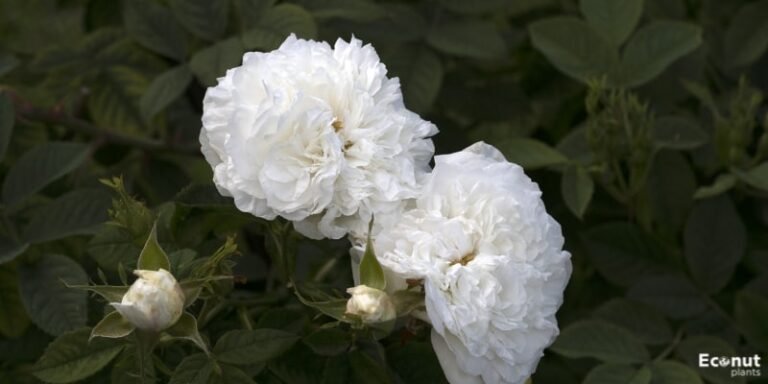 12 Lovely White Rose Varieties for Your Garden