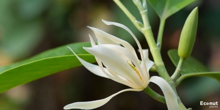 11 Varieties of White-Flowered Magnolia Trees