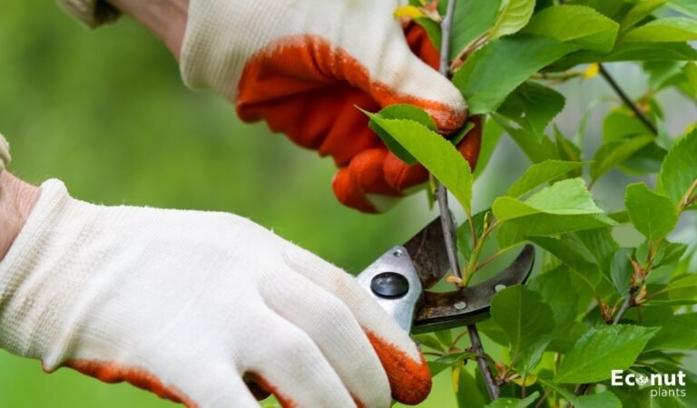 7 Easy Steps for How to Prune a Butterfly Bush