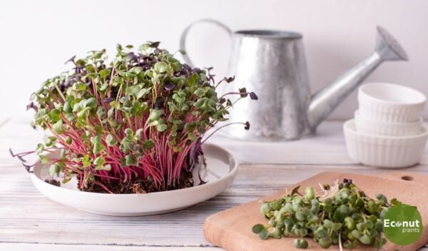 The Best and Simple Ways to Grow Radish Microgreens