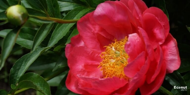 15 Red Peony Varieties For Your Flower Garden