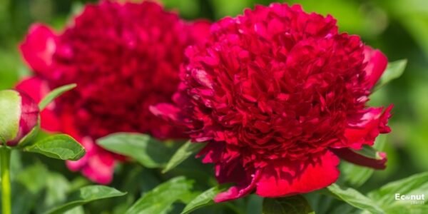 15 Red Peony Varieties For Your Flower Garden