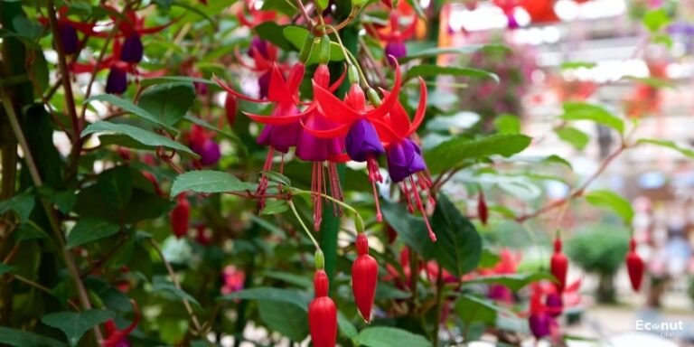 17 Climbing and Vines Plants with Red Flowers