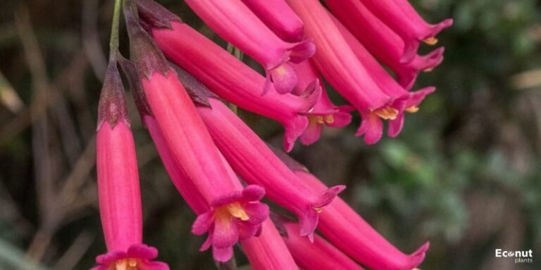 17 Climbing and Vines Plants with Red Flowers