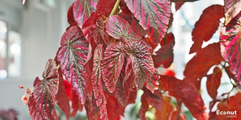 21 Different Colour Rex Begonia Varieties